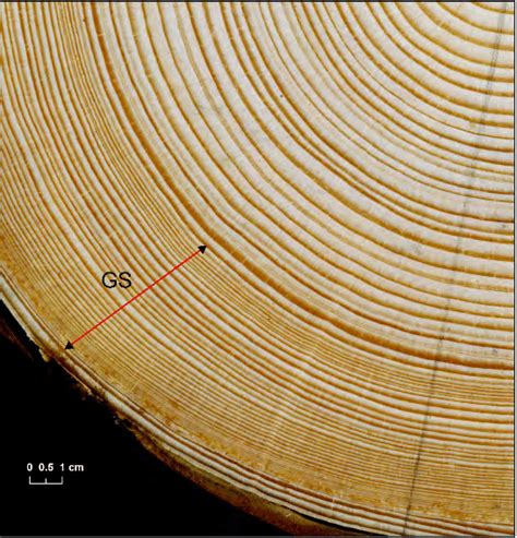 Severe Growth Reduction Found Fig 10 Multiple Growth Anomalies Download Scientific Diagram