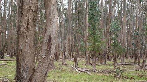 Bringing The Trees Back To Easter Island Environment All Topics From