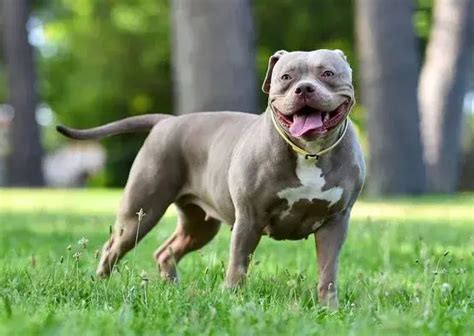 Američki Buli Pas Sa Savršenim Spojem Snage I Nježnosti Kućni Ljubimci