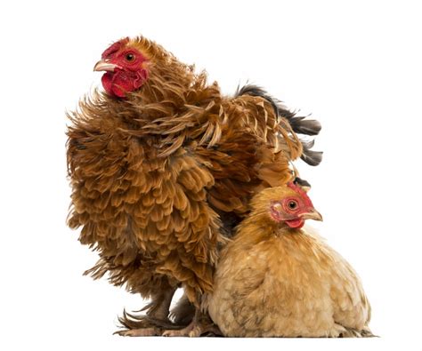 An Ultimate Guide To Yellow Chicken Breeds Farmhouse Guide