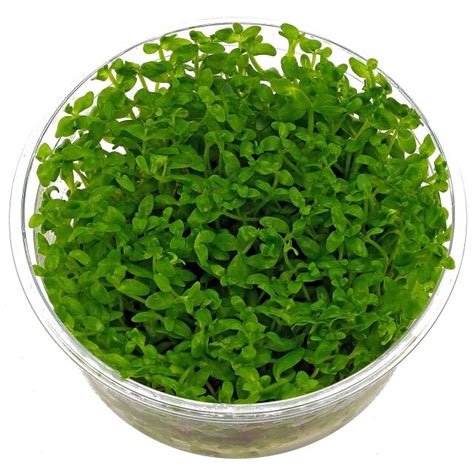 Bacopa Caroliniana Emersed