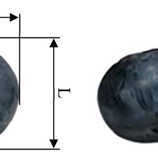 Blueberry Main Size L Is The Length Mm H Is The Maximum Dimension Download Scientific