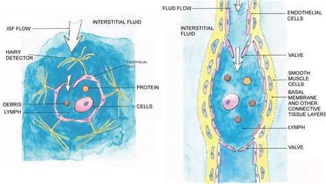 The Integrative Five Fluid Circulation System In The Human Body