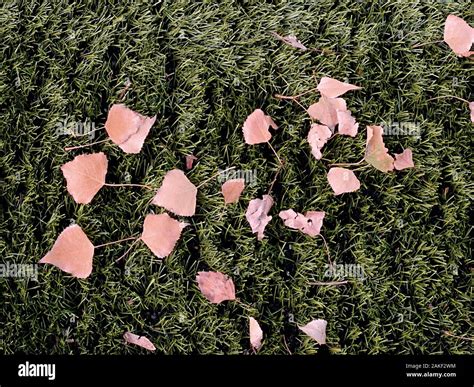 Green Artificial Grass With White Border Lines Around Football
