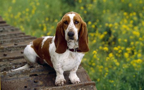 Basset Hound Puppies Wallpaper