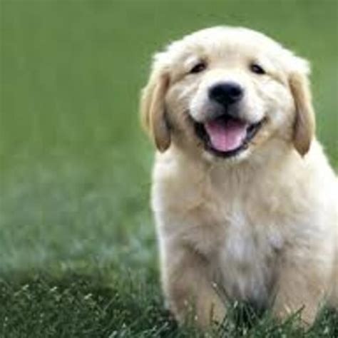 Celia Duff University Of Bristol Bristol Ub School Of Biological