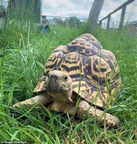 Sybil The Tortoise Cant Get Enough Of Riding Down A Slide On Her Belly