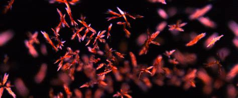 Microtrace Microscopy Microanalysis Consulting