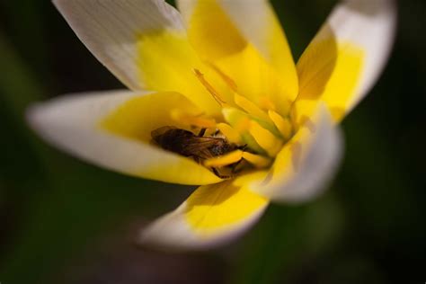 Perishing Pollinators —whats Causing The Decline In Pollinator Populations And How You Can Help