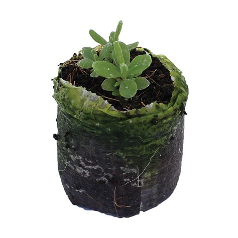 Organic Lavender Seedlings Tower Garden Lavender Aeroponic Lavender True Garden