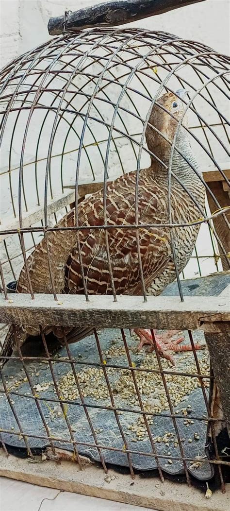 Teetar Dakhini Irani White Bread Wal Be Bacha Be For Sal Other Birds