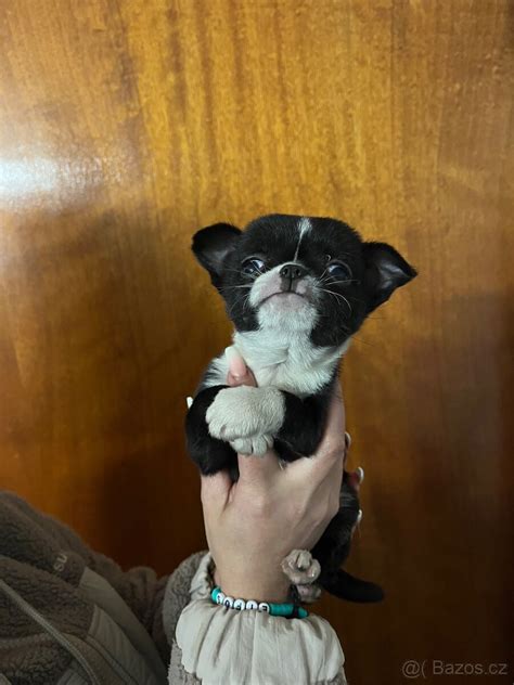 Mini čivava Most Bazošcz