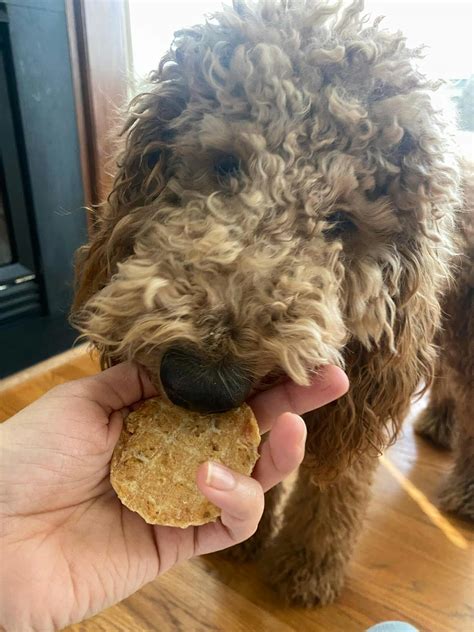 18 Most Common Cocker Spaniel Health Problems And How To Prevent