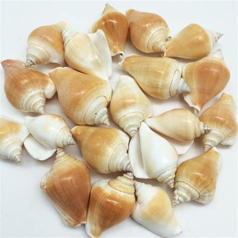 Pepperlonely Brown Canarium Dog Conch Sea Shells 16 Oz