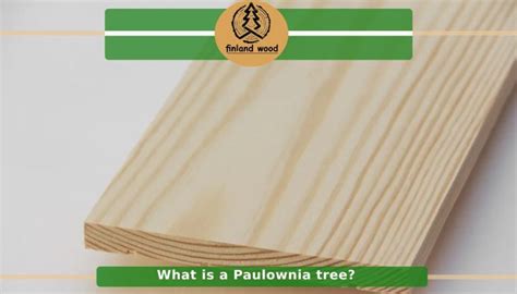 What Is Paulownia Wood Used For Features Specifications And Price