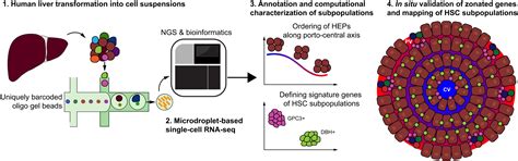 Single Cell Rna Sequencing Of Human Liver Reveals Hepatic Stellate Cell