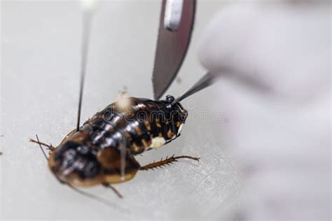 Blaptica Dubia Dubia Roach Also Known As The Orange Spotted Roach In