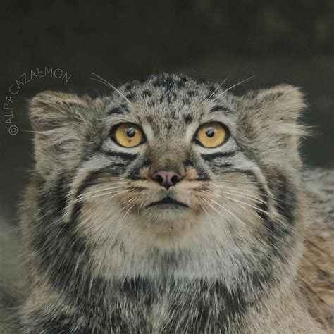 Mei The Pallass Cat • Manulization Pallass Cats