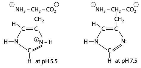 Glutamate Structure At Ph 7