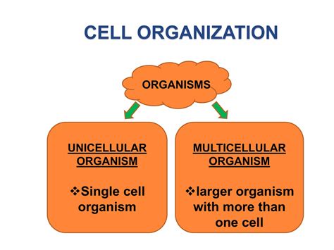 Biology Form 4 Chapter 2 Part 2 Cell Organization Pptx