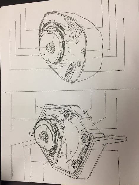 Cell Science Test Diagram Quizlet