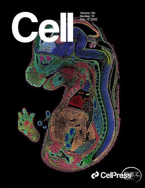 Cell专题 华大stereo Seq系列成果发布，揭秘超高分辨率生命全景时空图谱 脑医汇