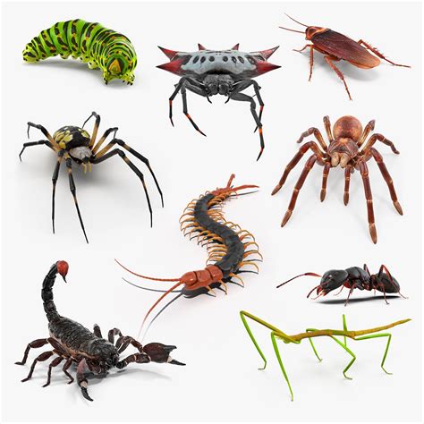 Rigged Creeping Insects Collection 3d Model 369 Max Free3d