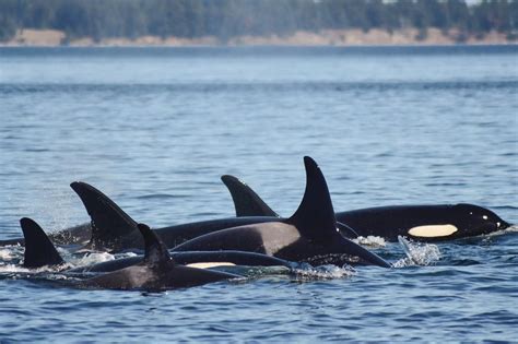 Understanding Dax Contexts Filter Context Row Context And Context Transition By Elghazi