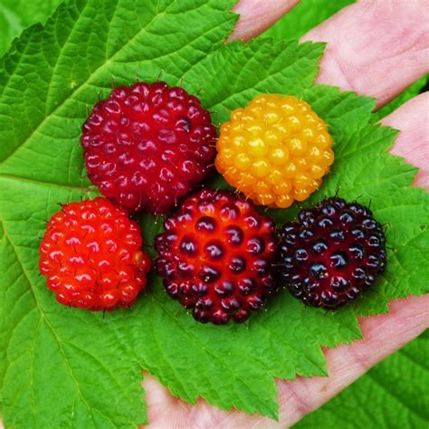 Salmonberry Seeds Rubus Spectabilis Cena €3 75