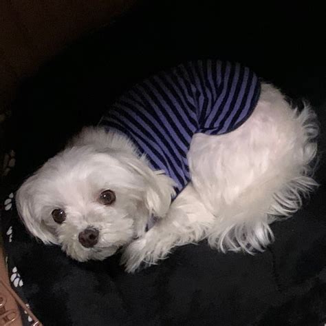 最近のココさん Coco Sisters Club ハワイのフラガールとオハナ