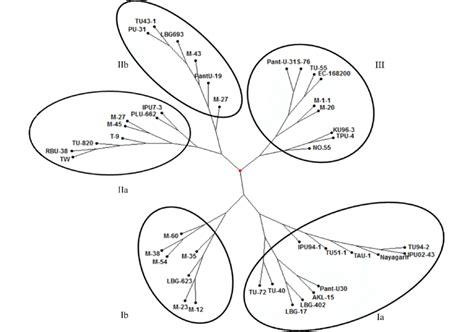 Neighbor Joining Tree Showing Genetic Relatedness Among Black Gram