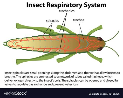Grasshopper Internal Diagram Image From Page 23 Of Applied
