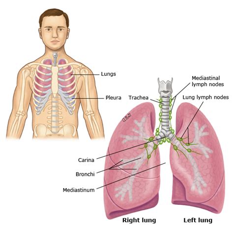 Lungs Anatomy