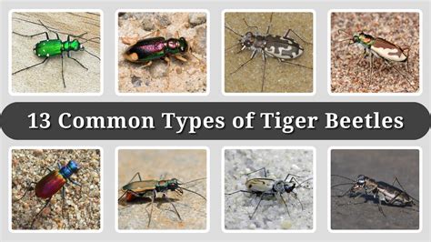 13 Common Types Of Tiger Beetles Identification With Pictures