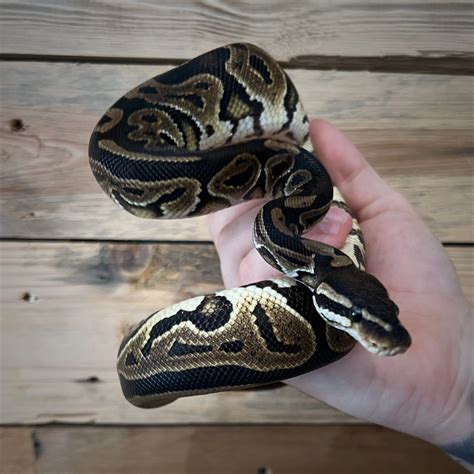 Friendly Juvenile Wild Type Royal Python — Tropical Exotics