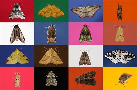 Different Types Of Moth