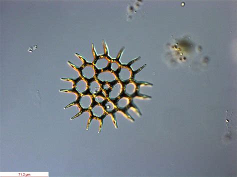 Plankton Analysis Is Part Of My Job Took This Picture Of A Pediastrum