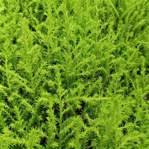 Lemon Cypress Tree Form Topiary Vegogarden