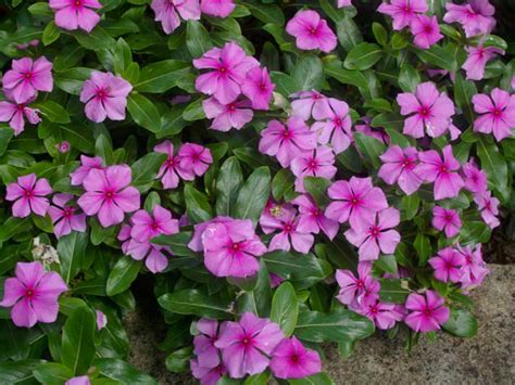Catharanthus Roseus Madagascar Periwinkle World Of Flowering Plants