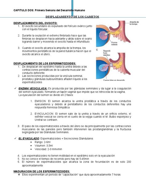 Moore Embriologia Capitulo Dos Primera Semana Del Desarrollo Humano