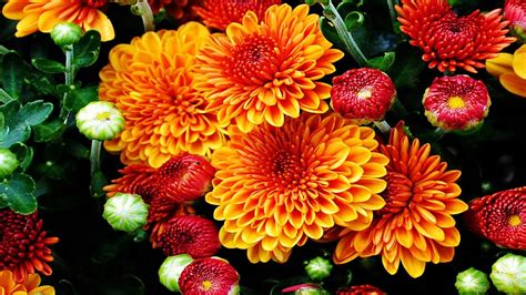 Fall Flowers Wallpaper 48 Pictures Wallpaperset