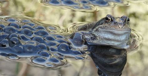 How To Find Frogspawn Tadpoles And Froglets Natural History Museum