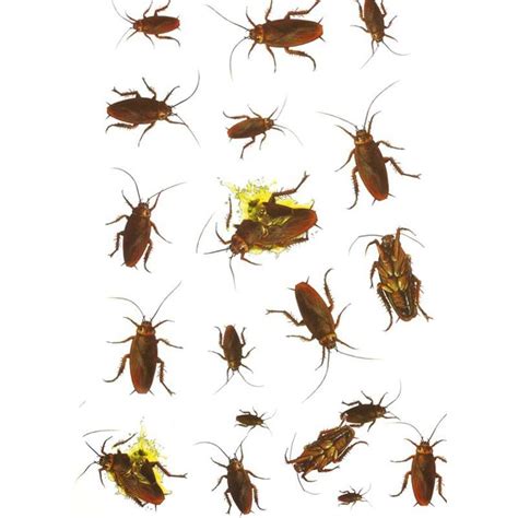 Yucky Cockroach Stickers 19 Stickers