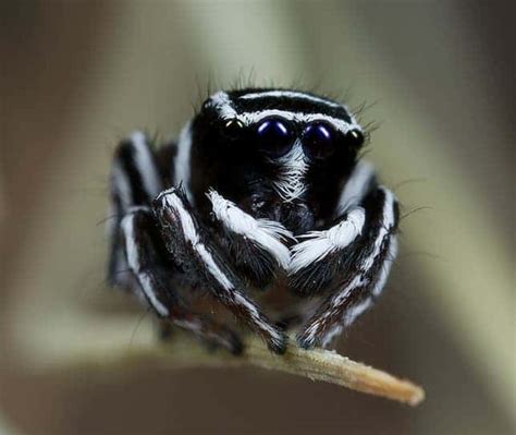 Sparklemuffin And Skeletorus Are Two New Spider Species