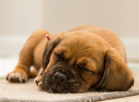 Hoeveel Uur Per Dag Een Hond Eigenlijk Zou Moeten Slapen Soluun