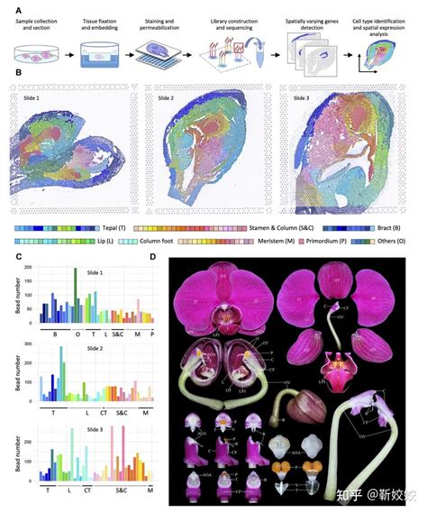 国内首篇！10x Genomics 植物空间转录组文章已上线！ 知乎