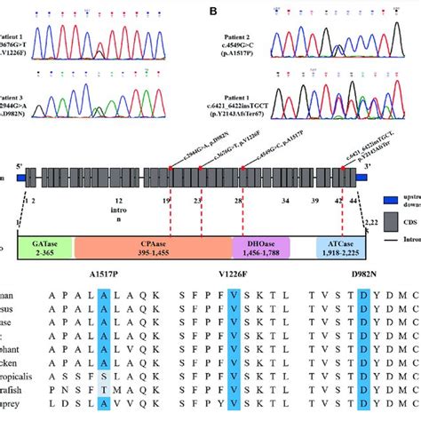 Clinical Features Of Six Sporadic Cases With Scn8a Gene Mutation Download Table