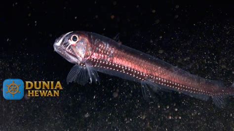 Viperfish Archives Dunia Hewan