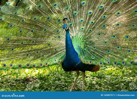 Beautiful Peacock With Open Tail Stock Image Image Of Beauty Blue