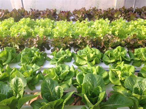Sayuran Hidro Hidroponik Foto Gratis Di Pixabay Pixabay